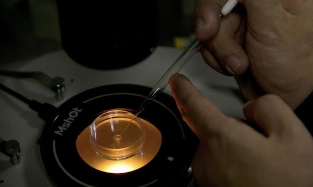 Synthetic Embryos Reveal Potential Medical Success – The Knightly News